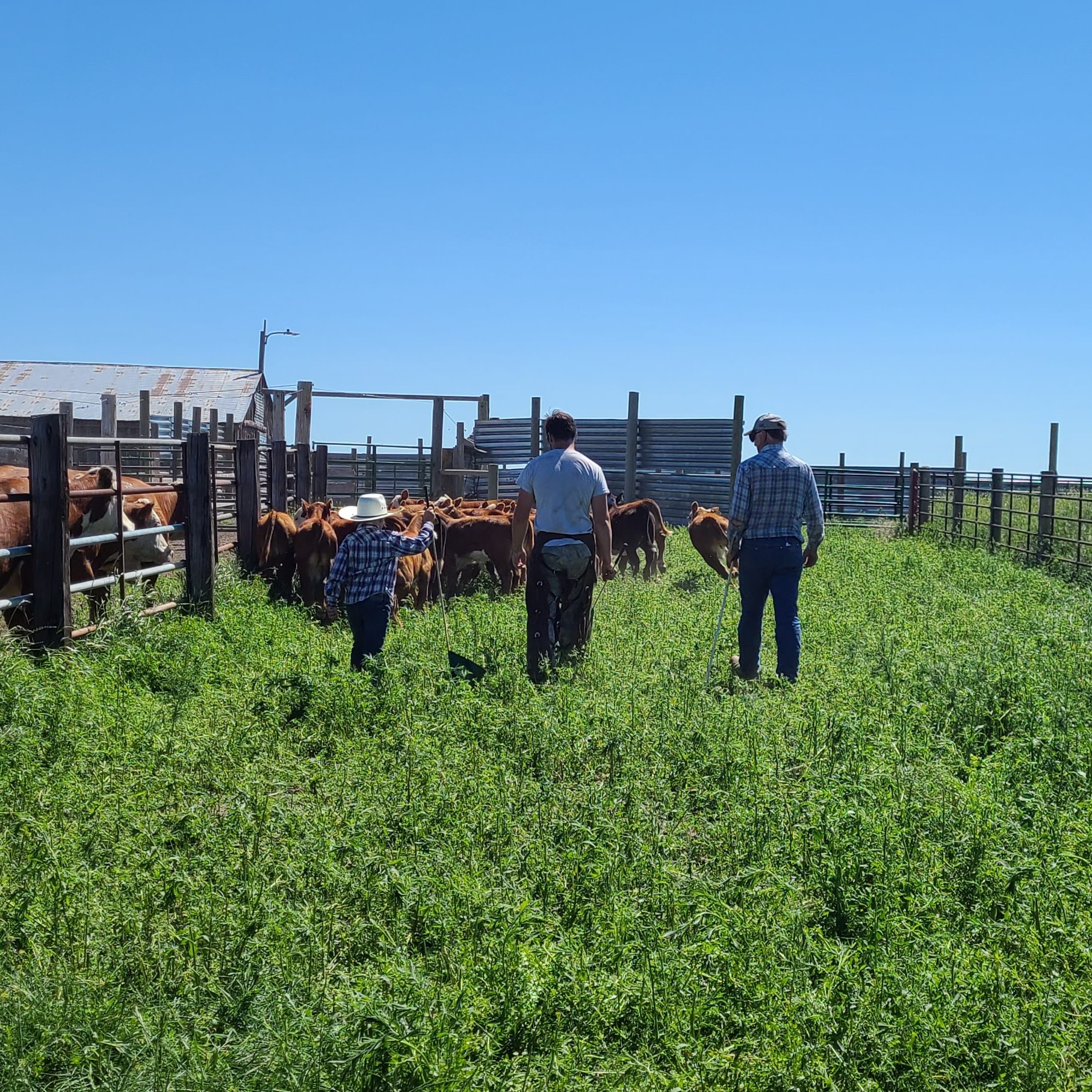 Box X Ranch – Holistic Agriculture and Management